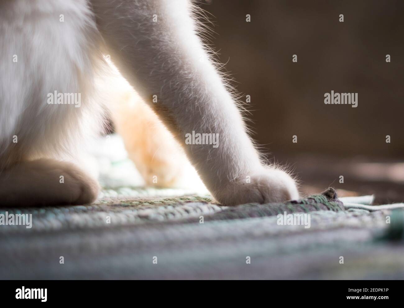 Cute soft cat's paws while sitting on the sofa Stock Photo - Alamy
