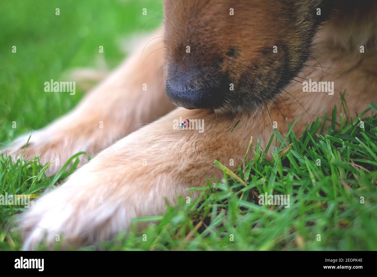 Friendship sniff hi-res stock photography and images - Alamy