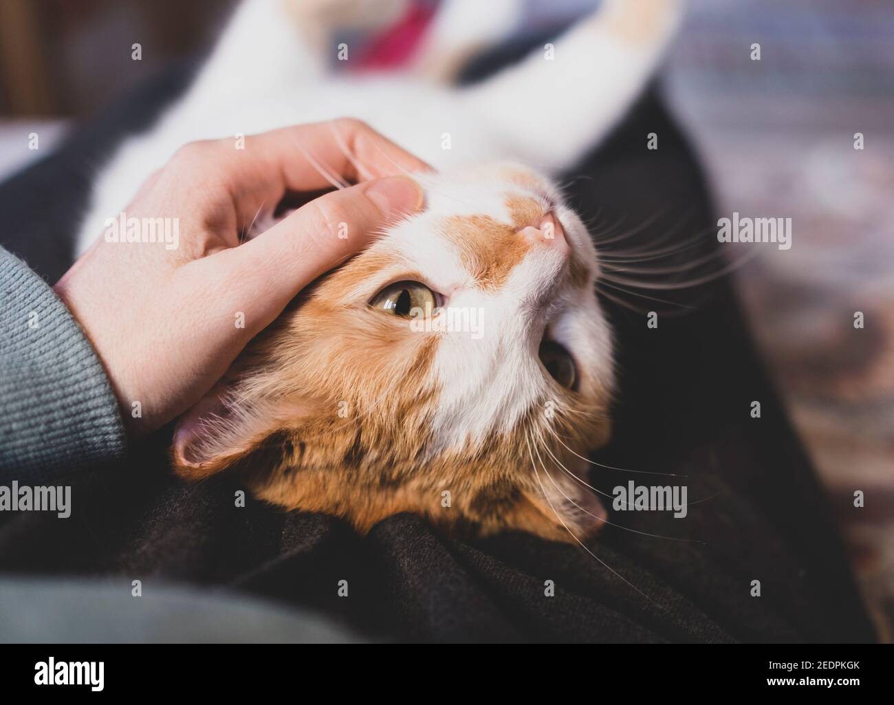 Human hand stroking red hi-res stock photography and images - Alamy