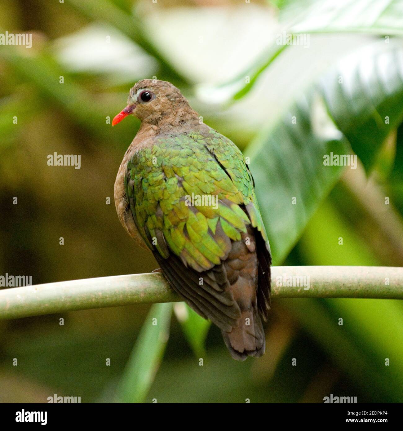 Indian emerald dove hi-res stock photography and images - Alamy