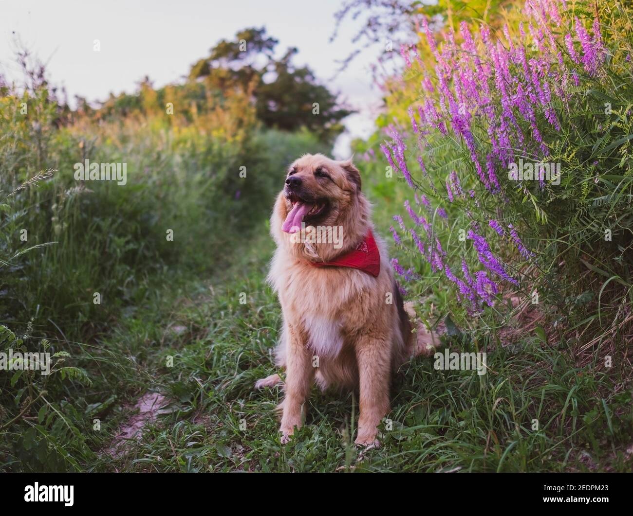 Happy beautiful fluffy beige dog outdoors in summer Stock Photo - Alamy
