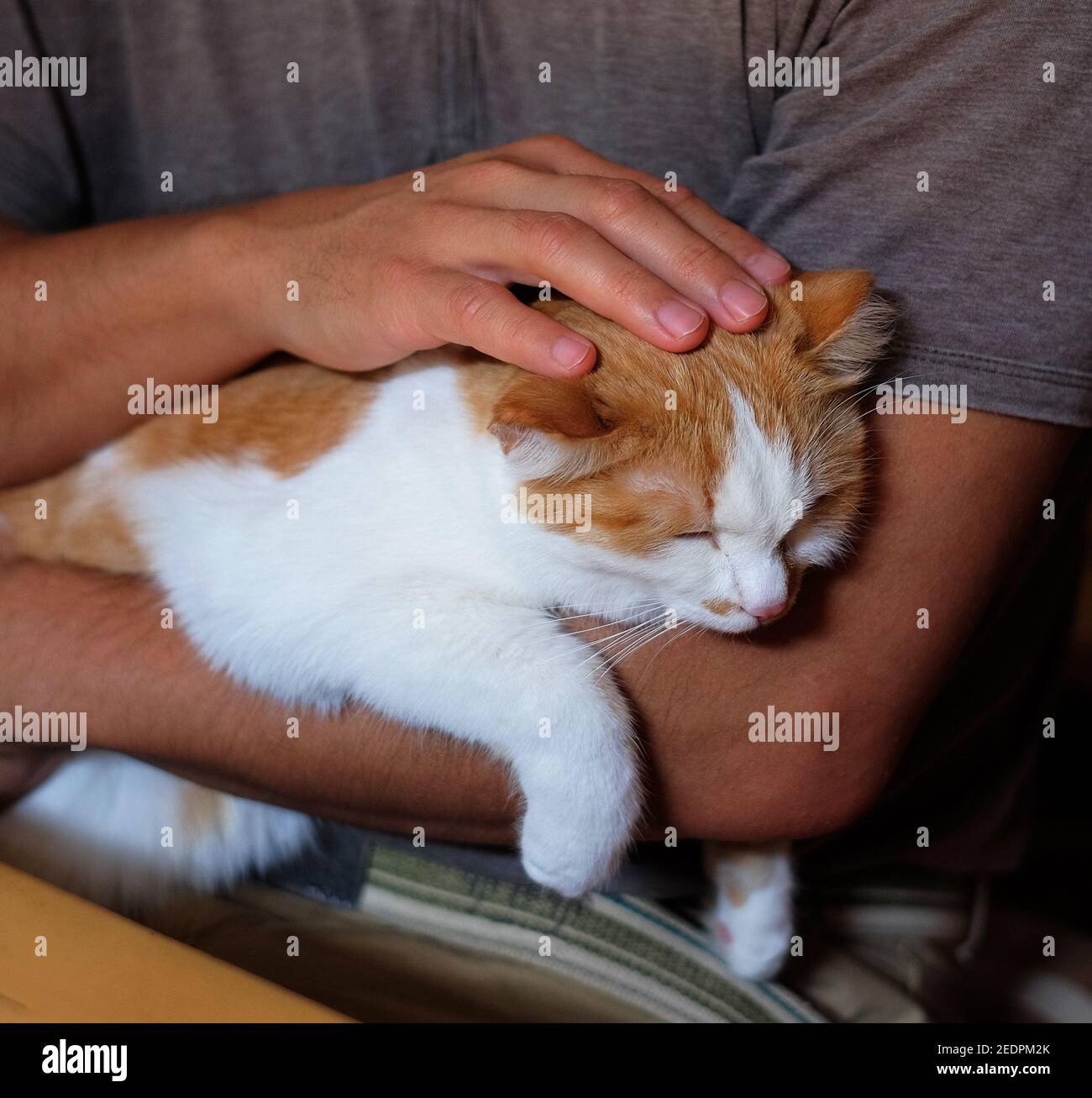 Lying hands on shoulder hi-res stock photography and images - Alamy