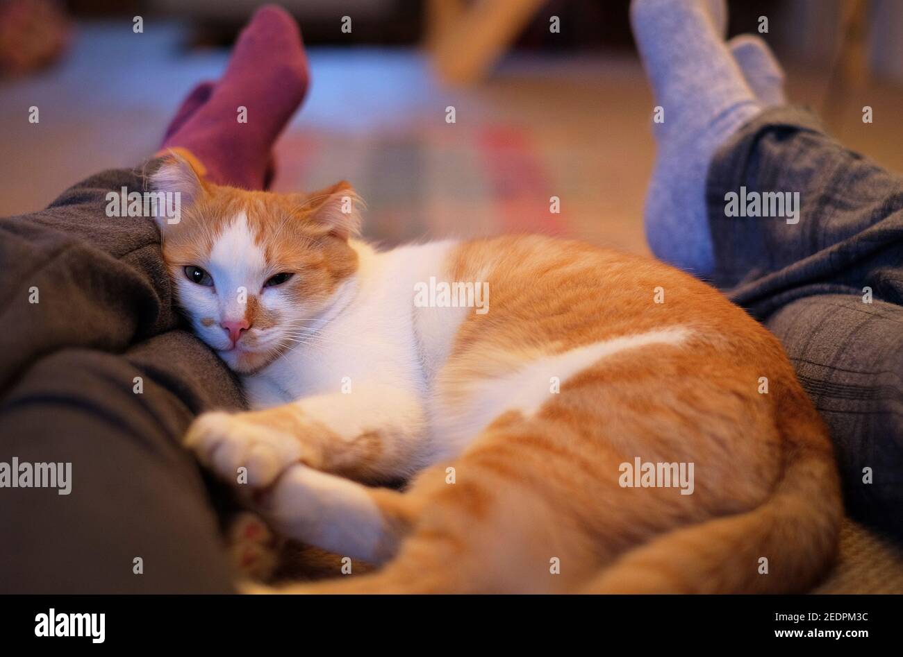 cute cat lying between man and woman legs Stock Photo - Alamy