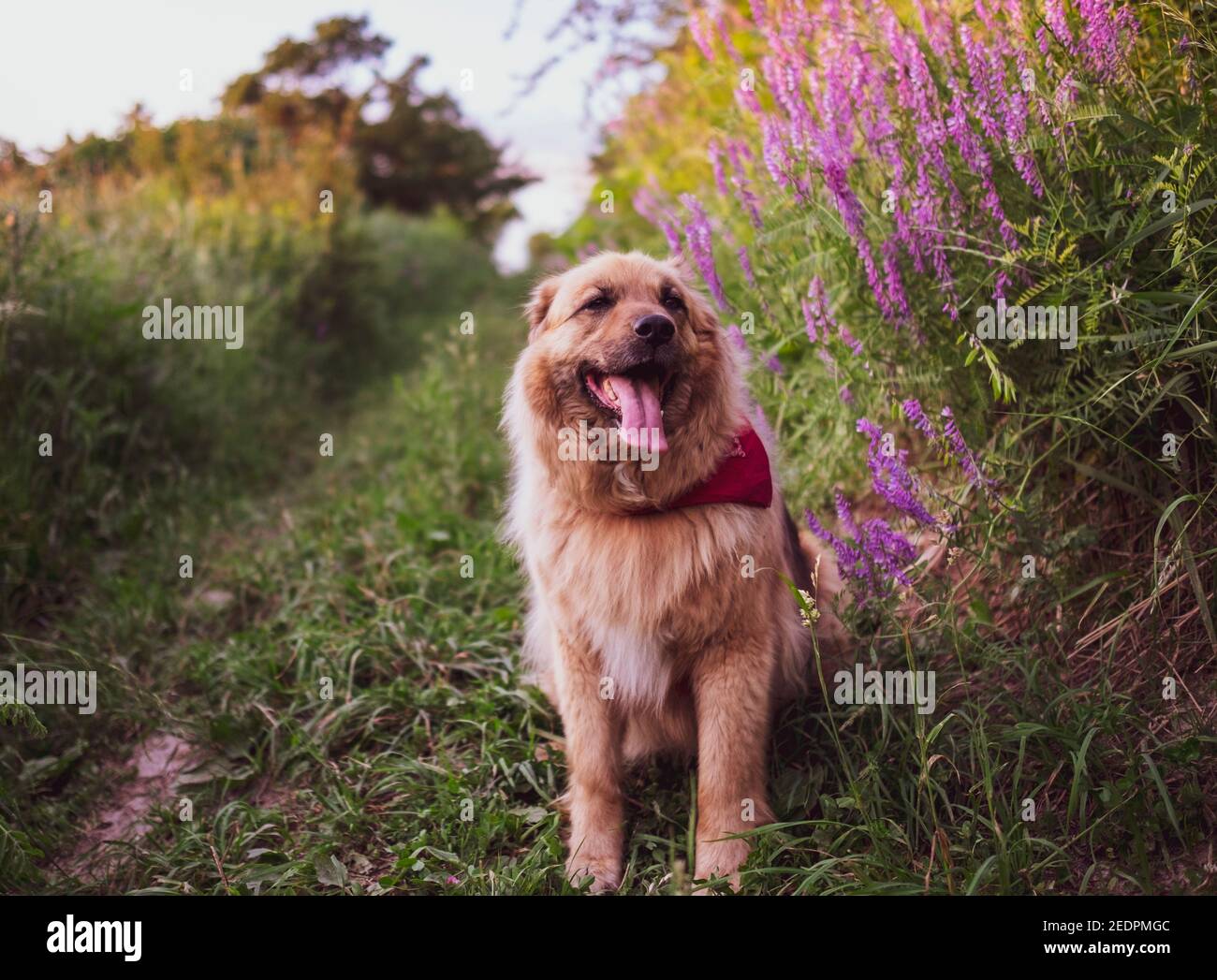 Happy beautiful fluffy beige dog outdoors in summer Stock Photo - Alamy
