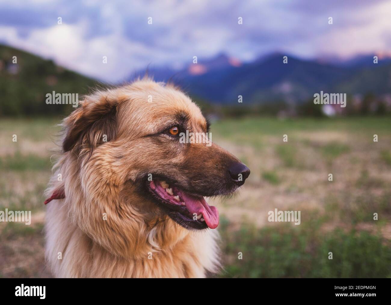 Happy beautiful fluffy beige dog outdoors in summer Stock Photo - Alamy