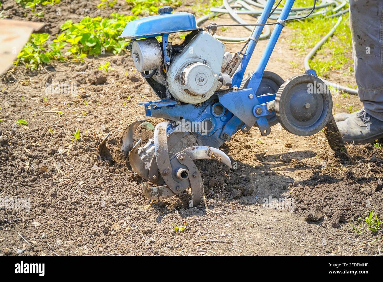 Plant Tillers High Resolution Stock Photography and Images - Alamy