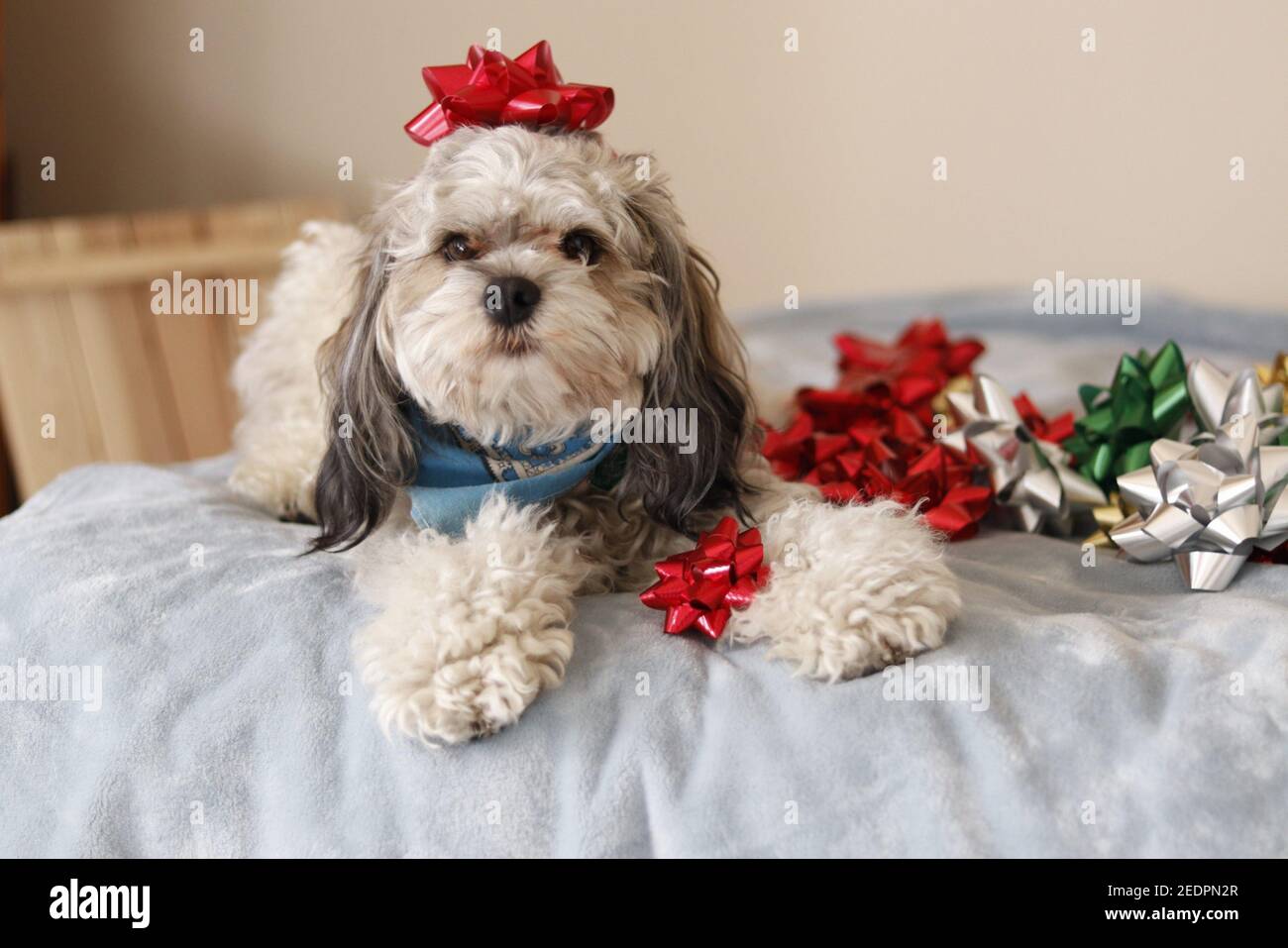 Cockapoo christmas hi-res stock photography and images - Alamy