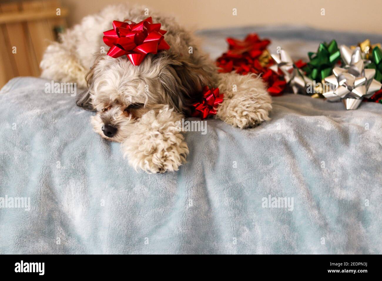 Cockapoo christmas hi-res stock photography and images - Alamy