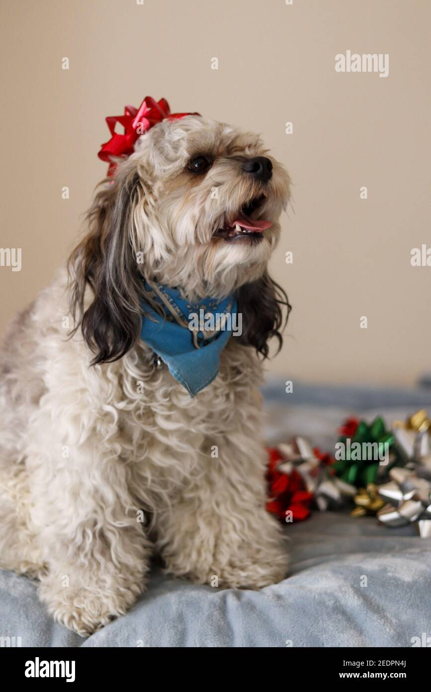 Cockapoo christmas hi-res stock photography and images - Alamy