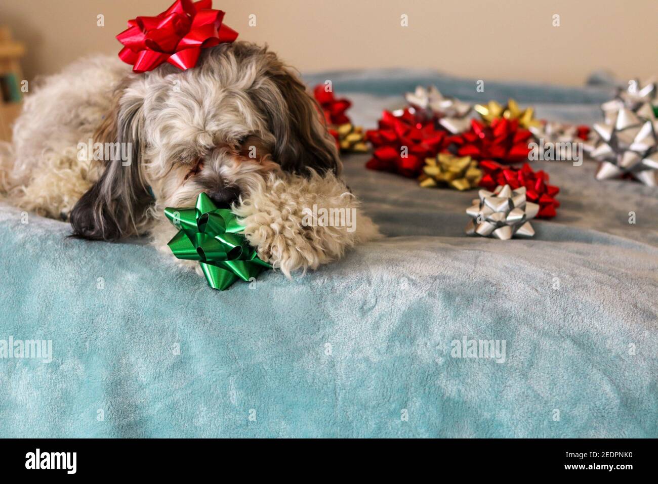 Cockapoo christmas hi-res stock photography and images - Alamy