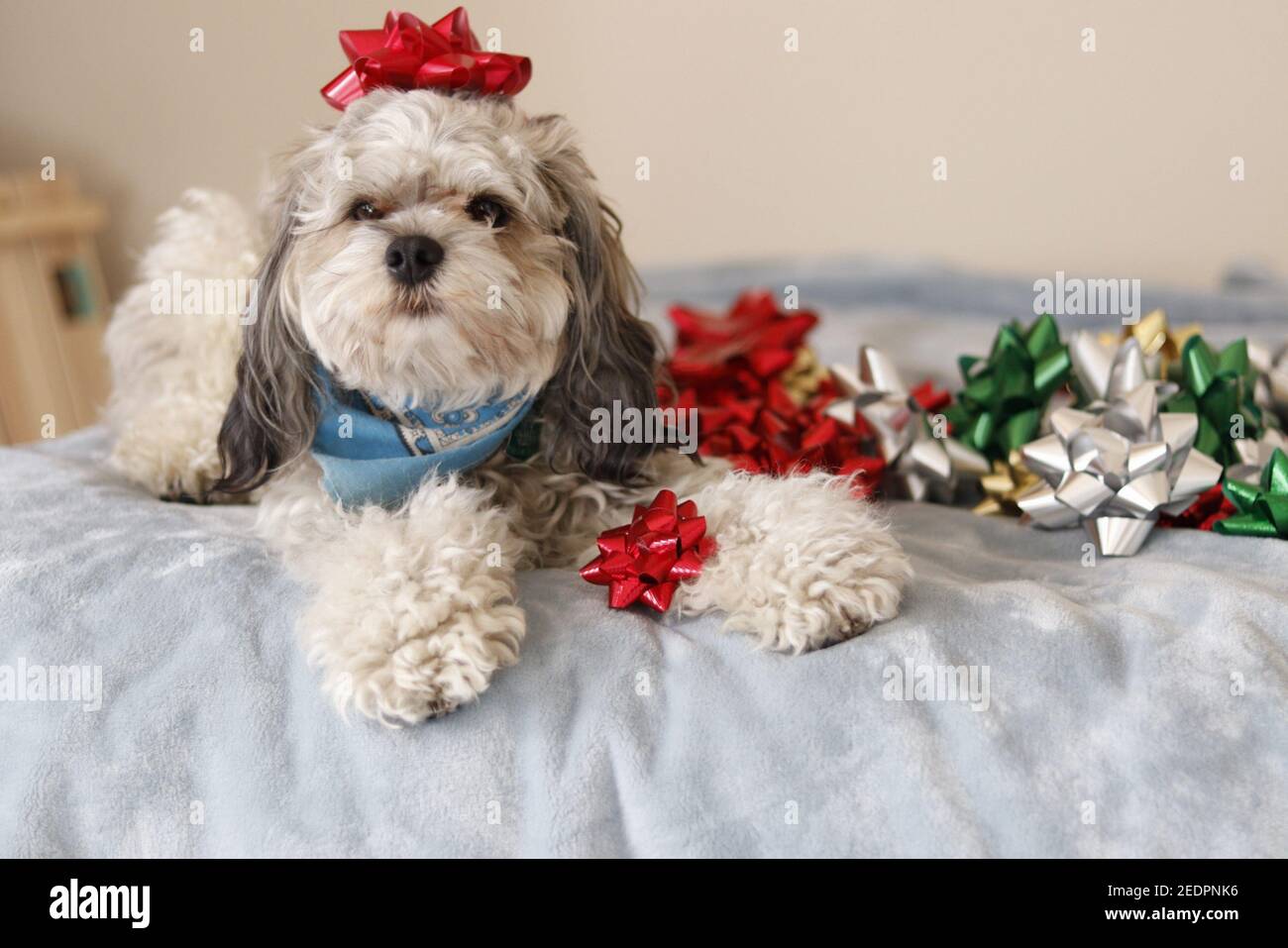 Cockapoo christmas hi-res stock photography and images - Alamy