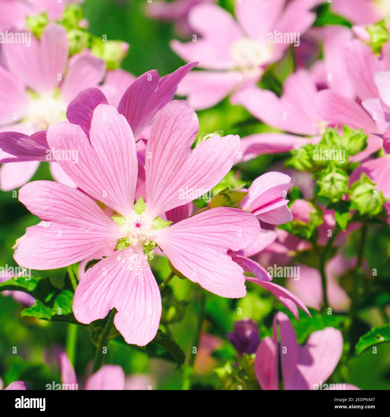 Malva pink flowers in grass hi-res stock photography and images - Alamy