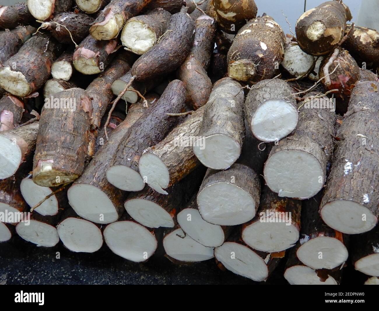 Fresh cassava with peel Stock Photo - Alamy