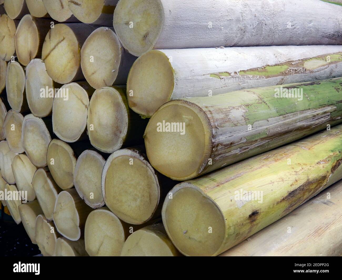 Whole palm hearts Stock Photo - Alamy