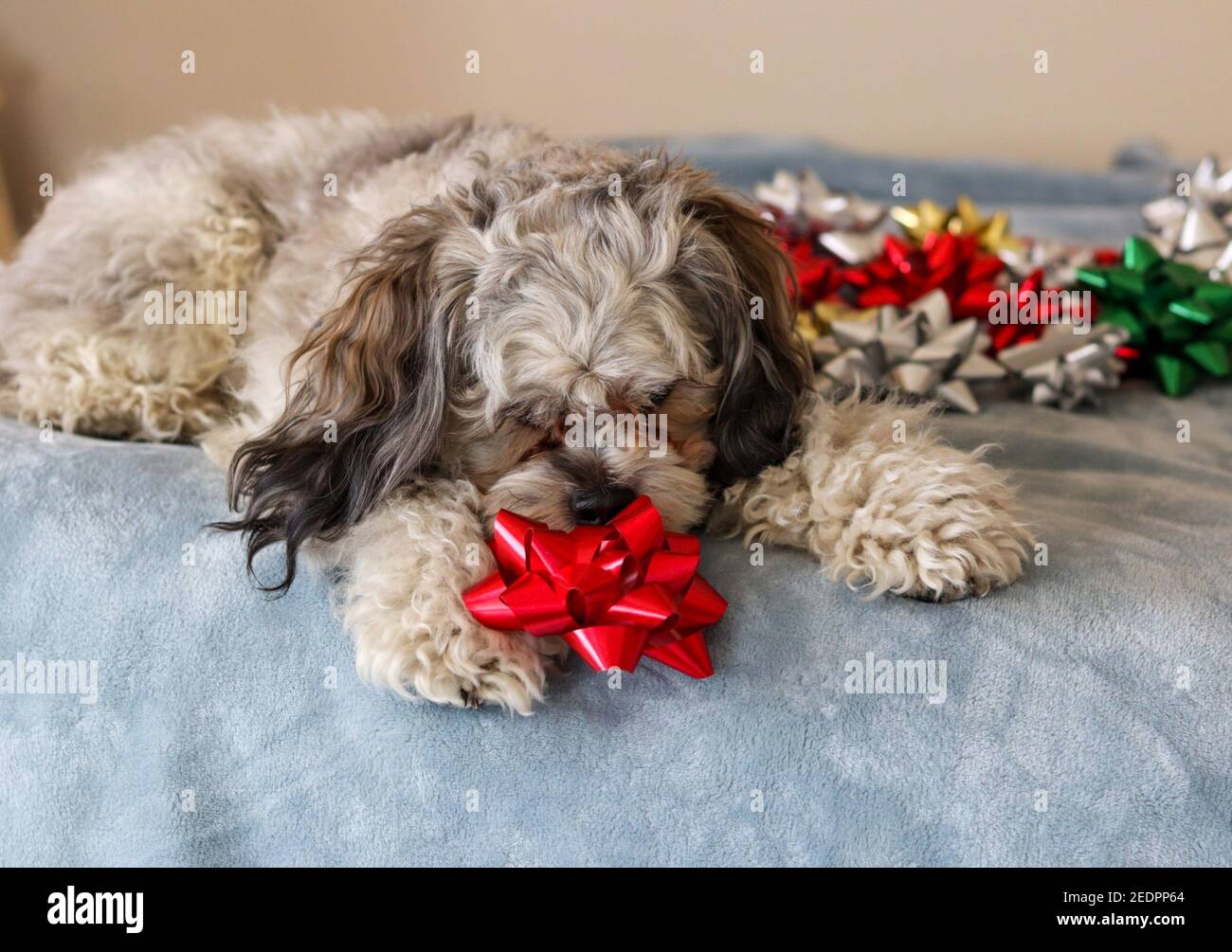 Cockapoo christmas hi-res stock photography and images - Alamy