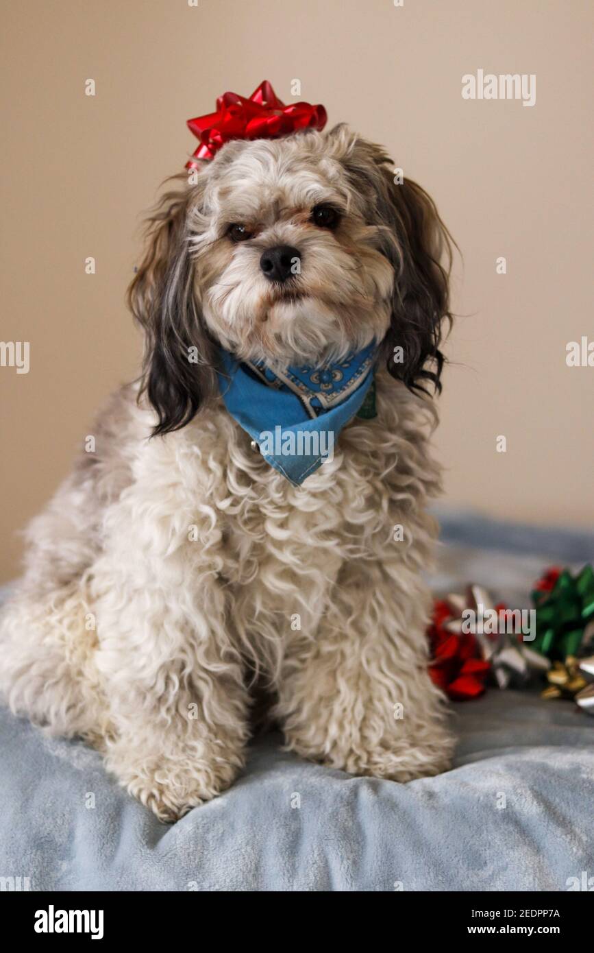 Cockapoo christmas hi-res stock photography and images - Alamy