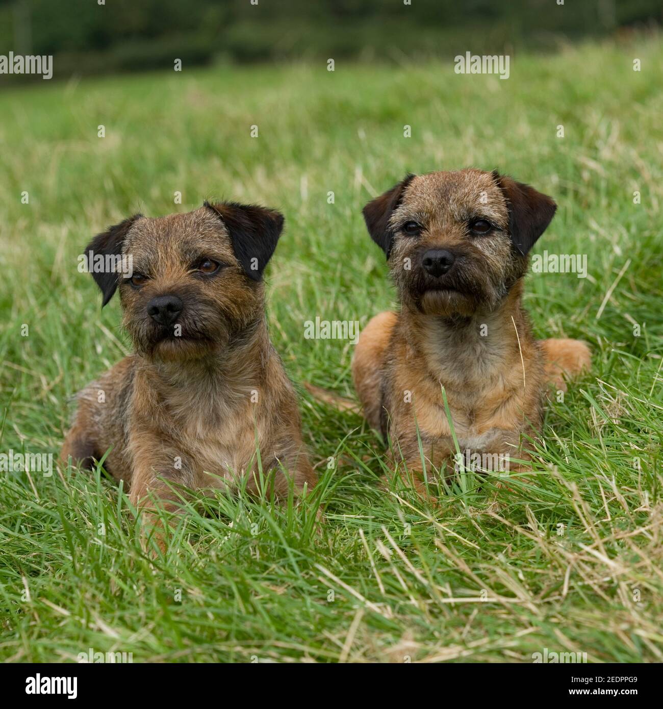 two Border Terriors Stock Photo - Alamy