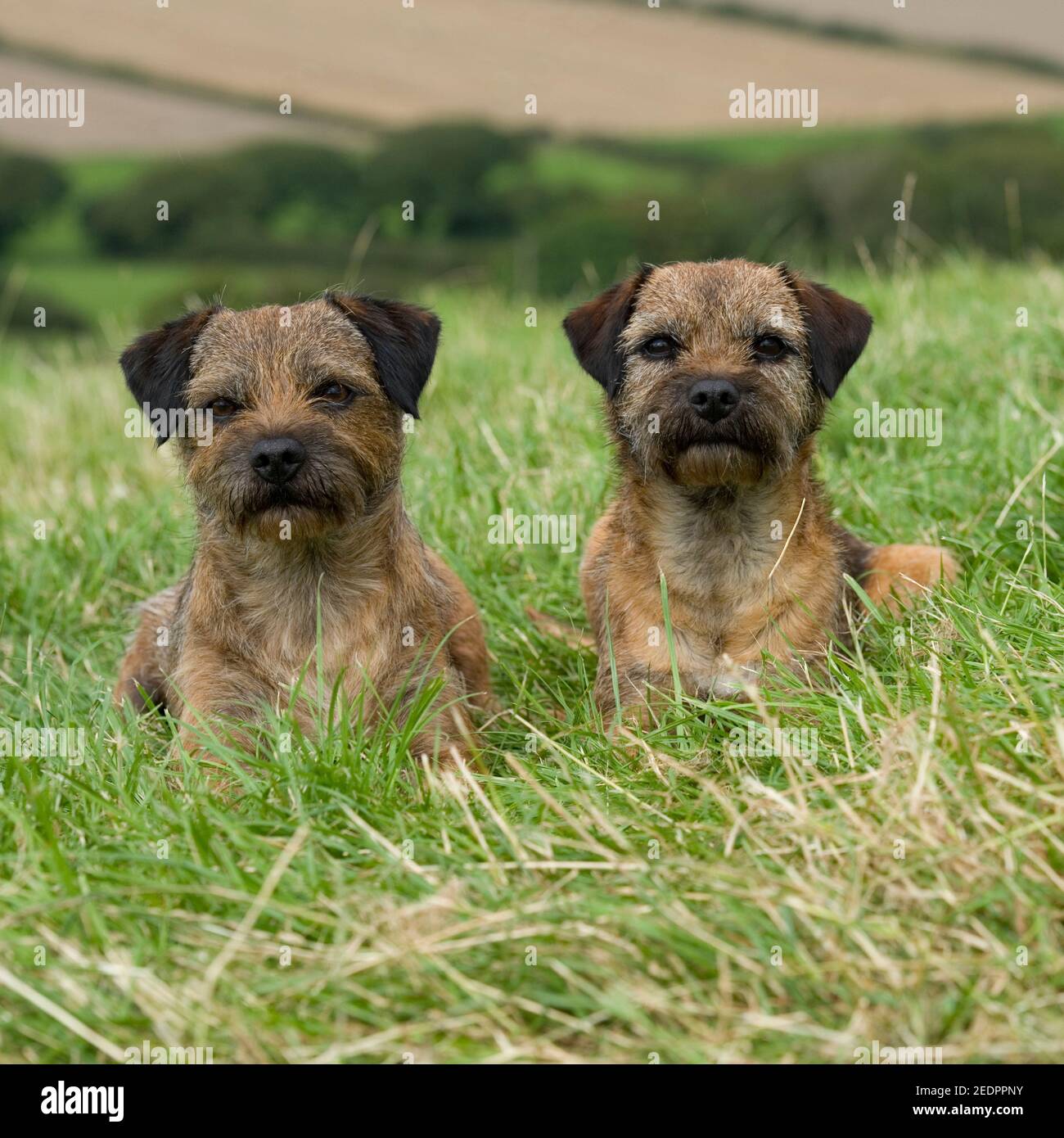 Lying Border Terrier High Resolution Stock Photography and Images - Alamy
