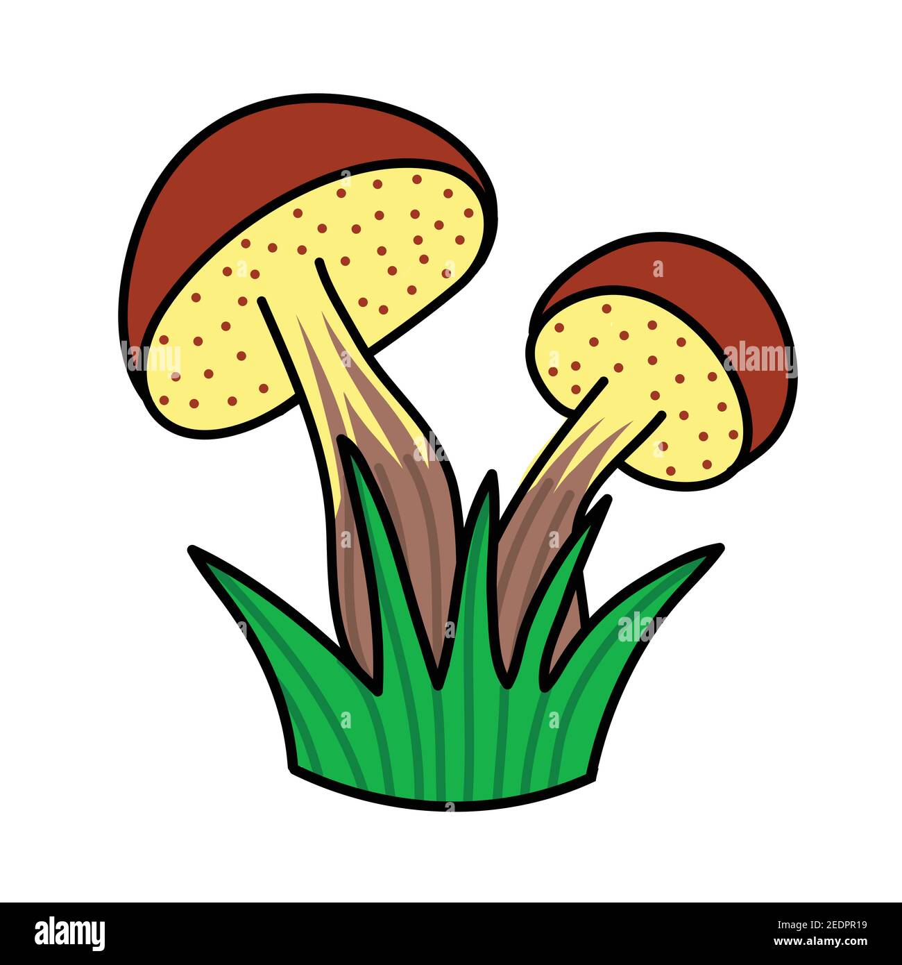 Two forest mushrooms with a brown cap, white mushroom with grass ...