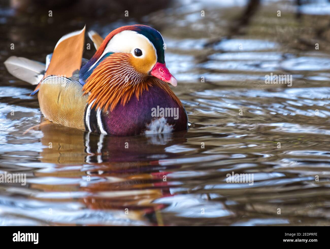 Male female mandarin duck on hi-res stock photography and images - Alamy