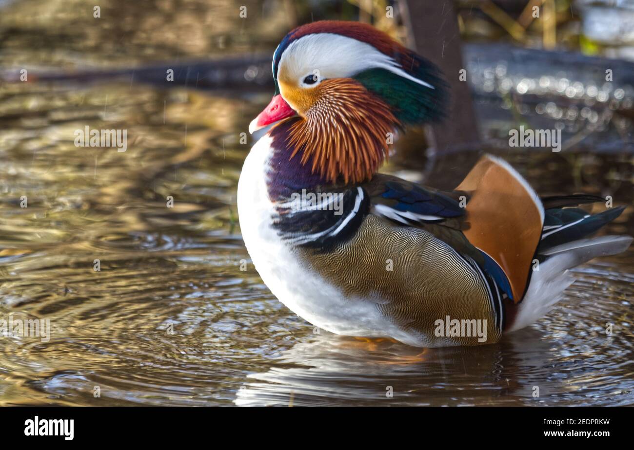 Medium sized ducks hi-res stock photography and images - Alamy