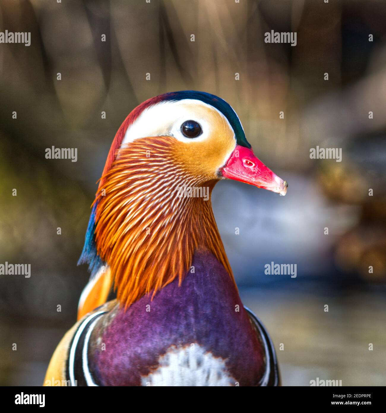Male female mandarin duck on hi-res stock photography and images - Alamy