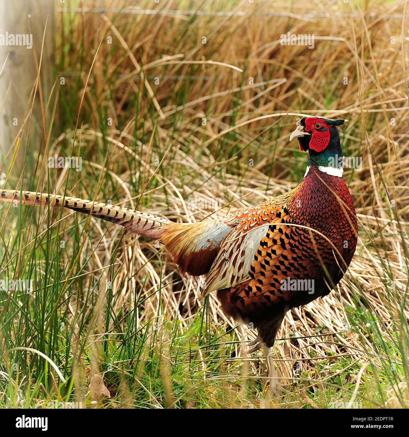 Pheasant hi-res stock photography and images - Alamy