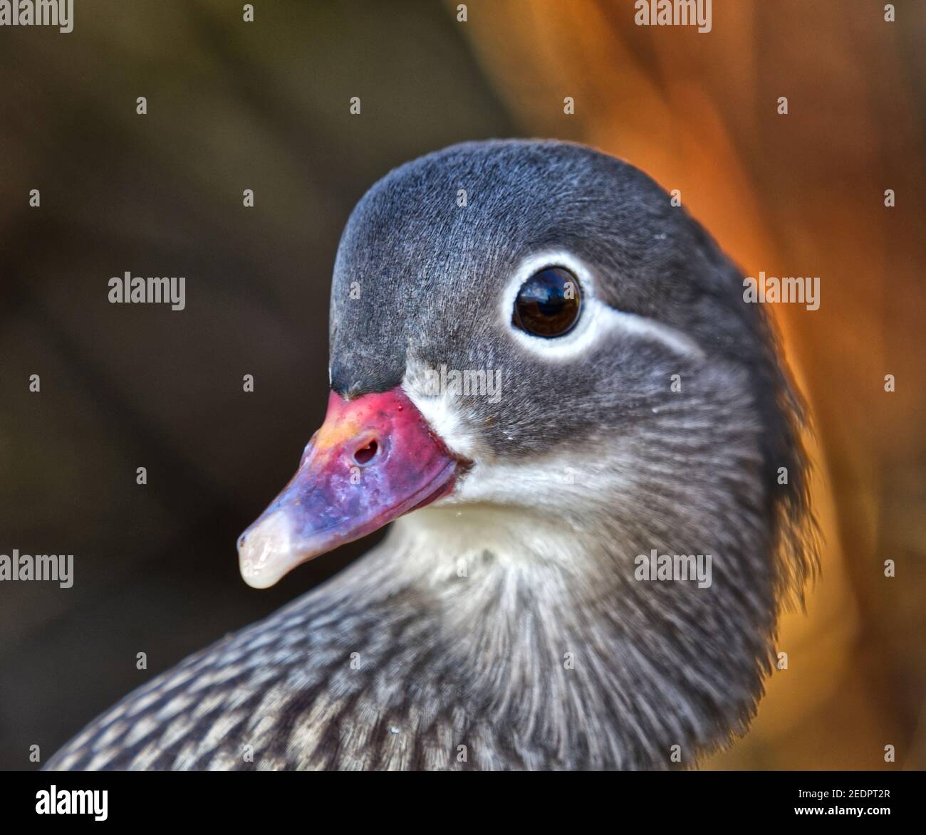 Lovely ducks hi-res stock photography and images - Alamy