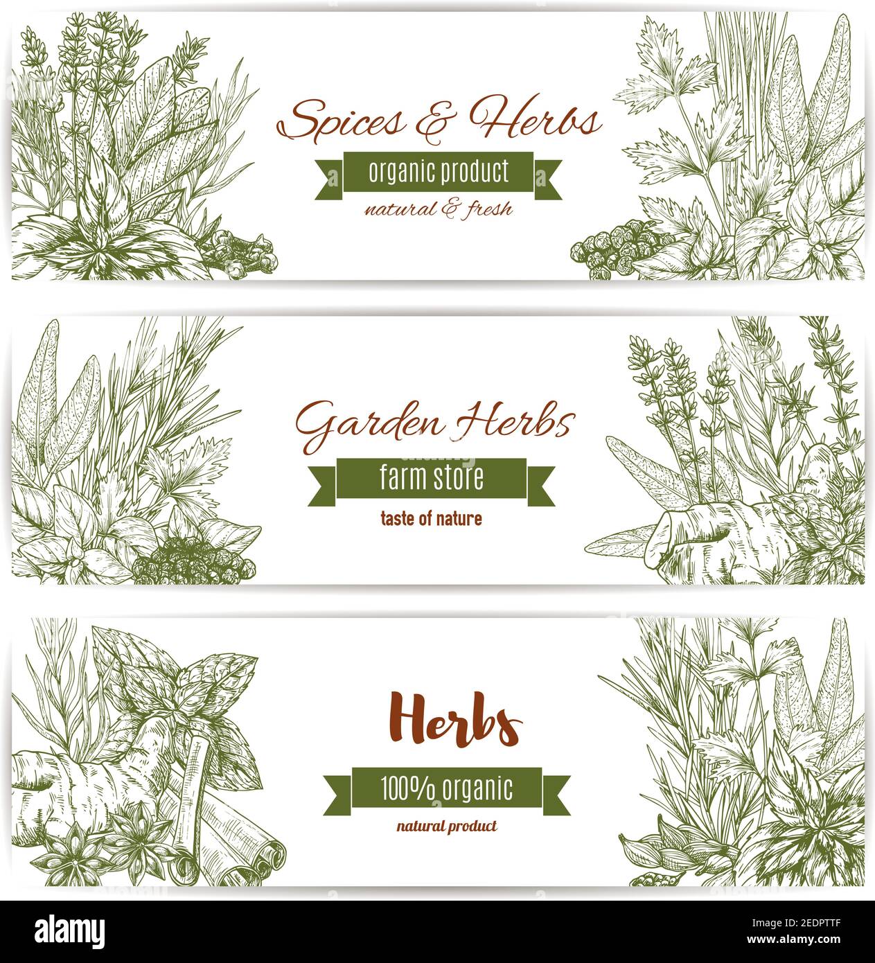 Herbs, spices and seasoning sketch banners. Pepper, rosemary and ...