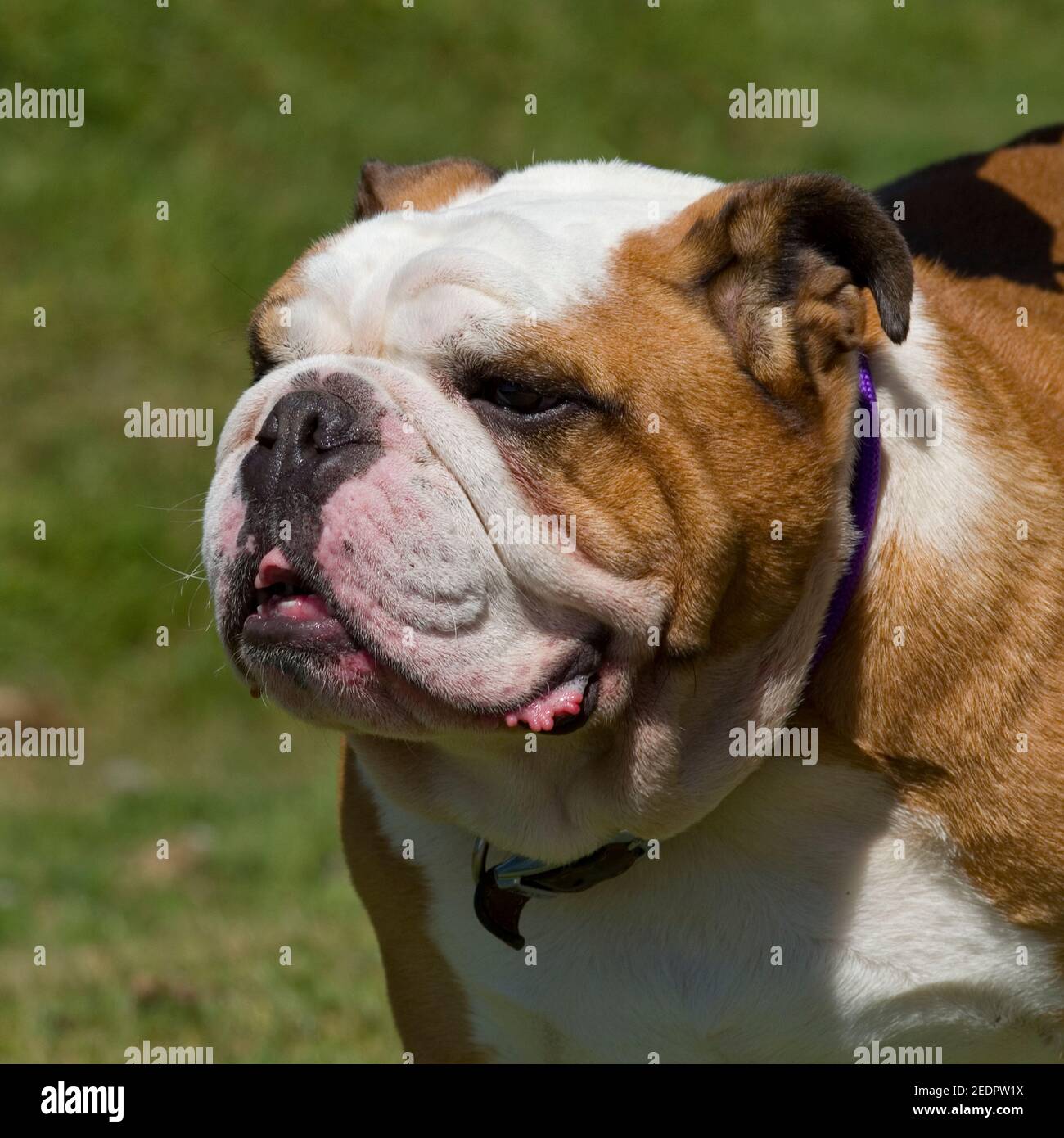 Bulldog nose hi-res stock photography and images - Alamy
