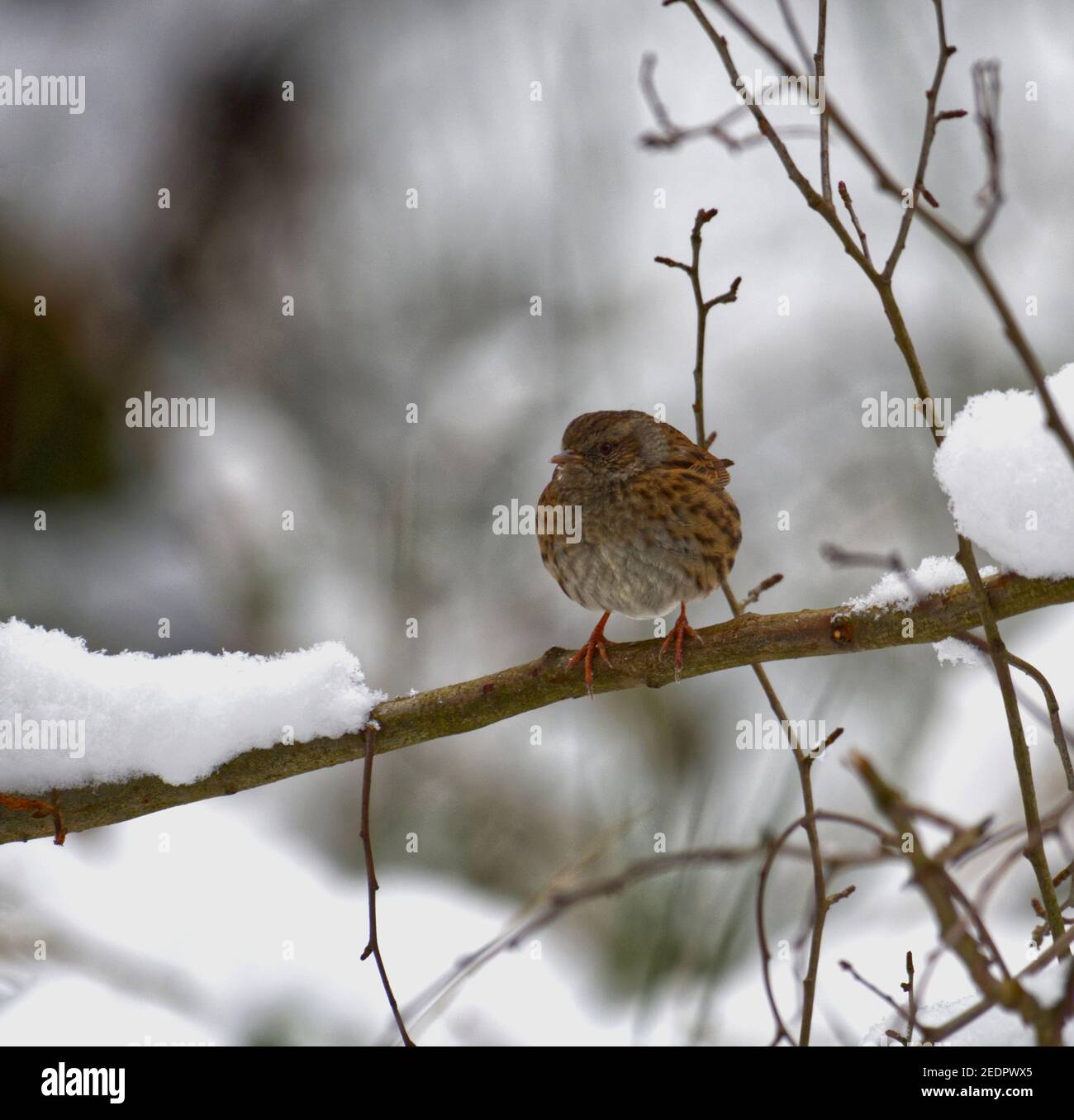Dunnock on fence hi-res stock photography and images - Alamy