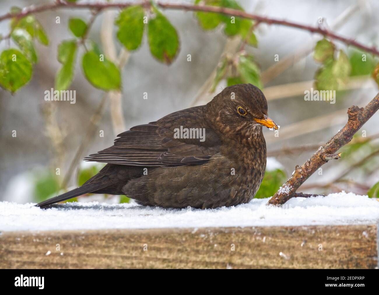 Winter plumage female blackbird hi-res stock photography and images - Alamy