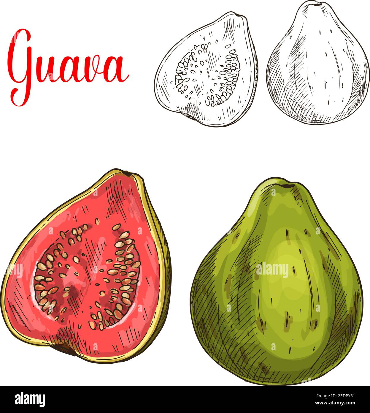 Guava fruit isolated sketch. Whole and half of fresh tropical guava ...