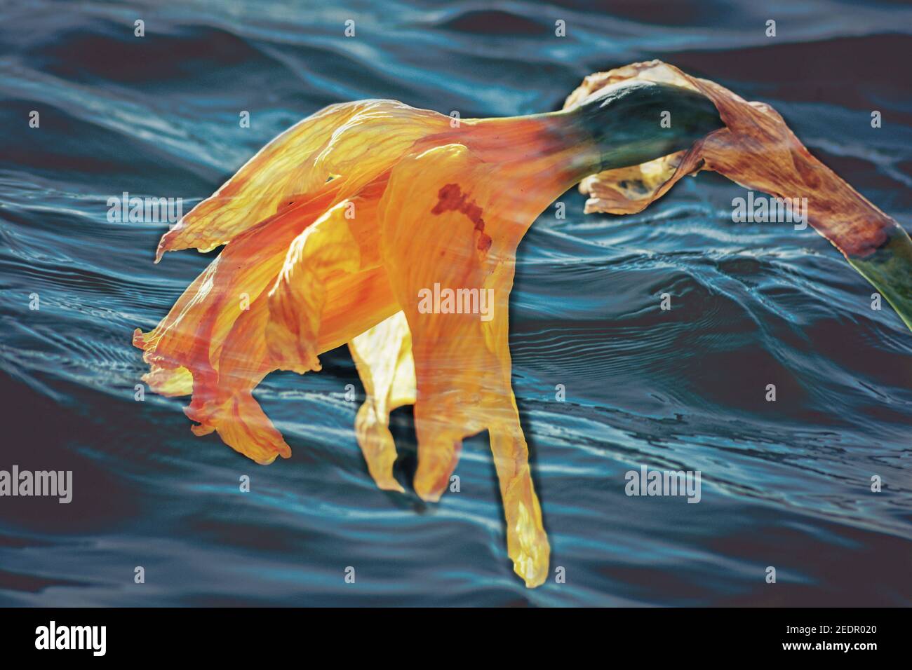 Wilting daffodil hi-res stock photography and images - Alamy