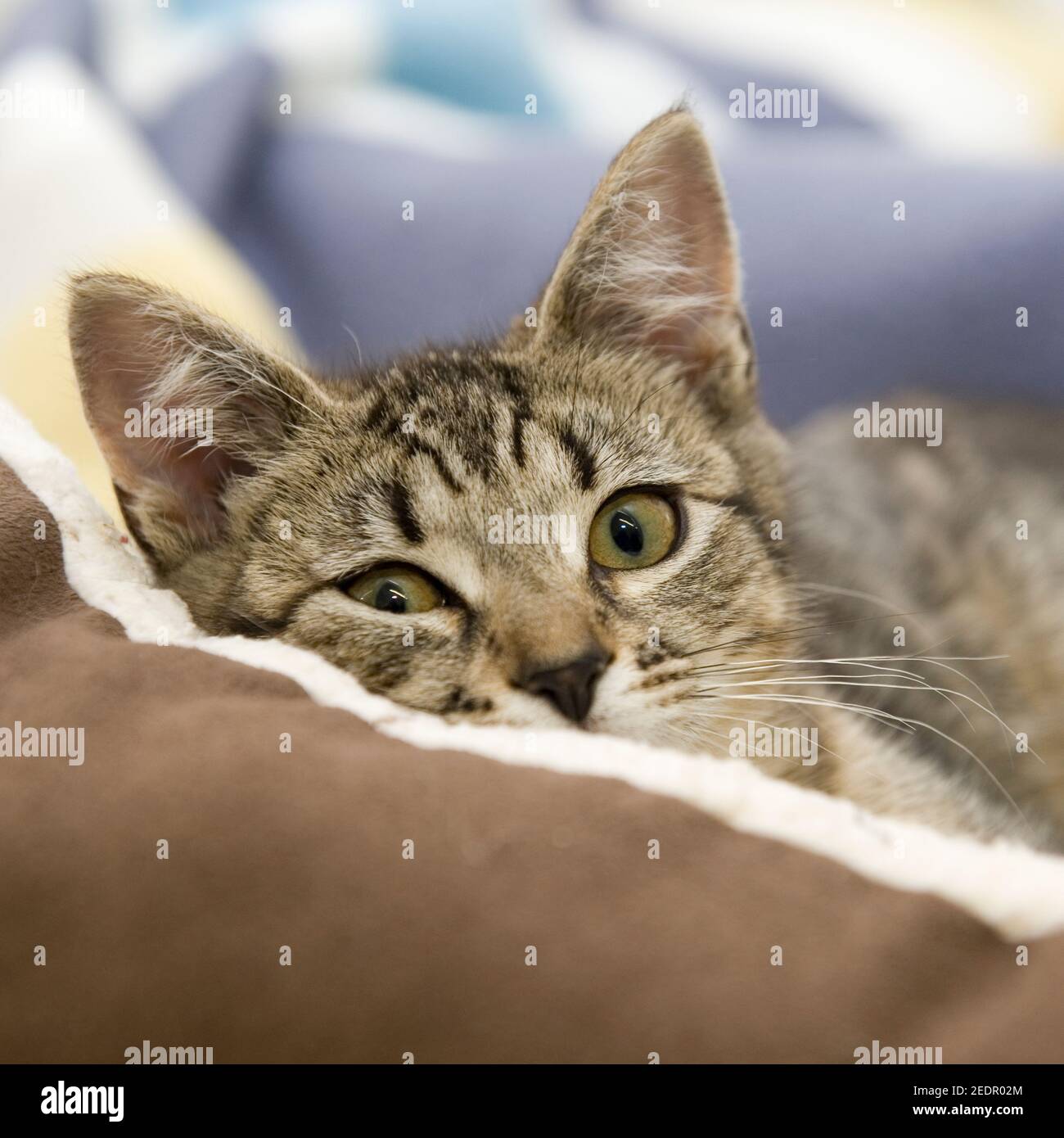 Tabby cat lying down hi-res stock photography and images - Alamy