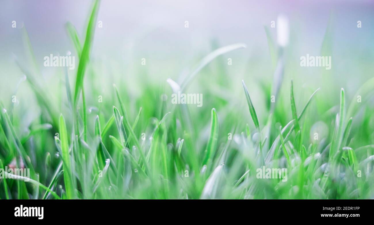 Beautiful nature background, fresh grass and water drops Stock Photo ...
