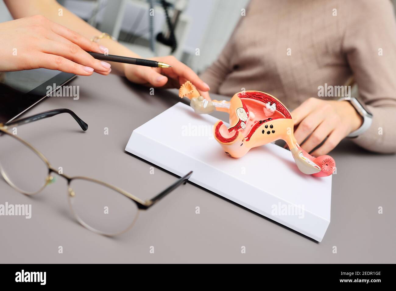 Human cervix hi-res stock photography and images - Alamy