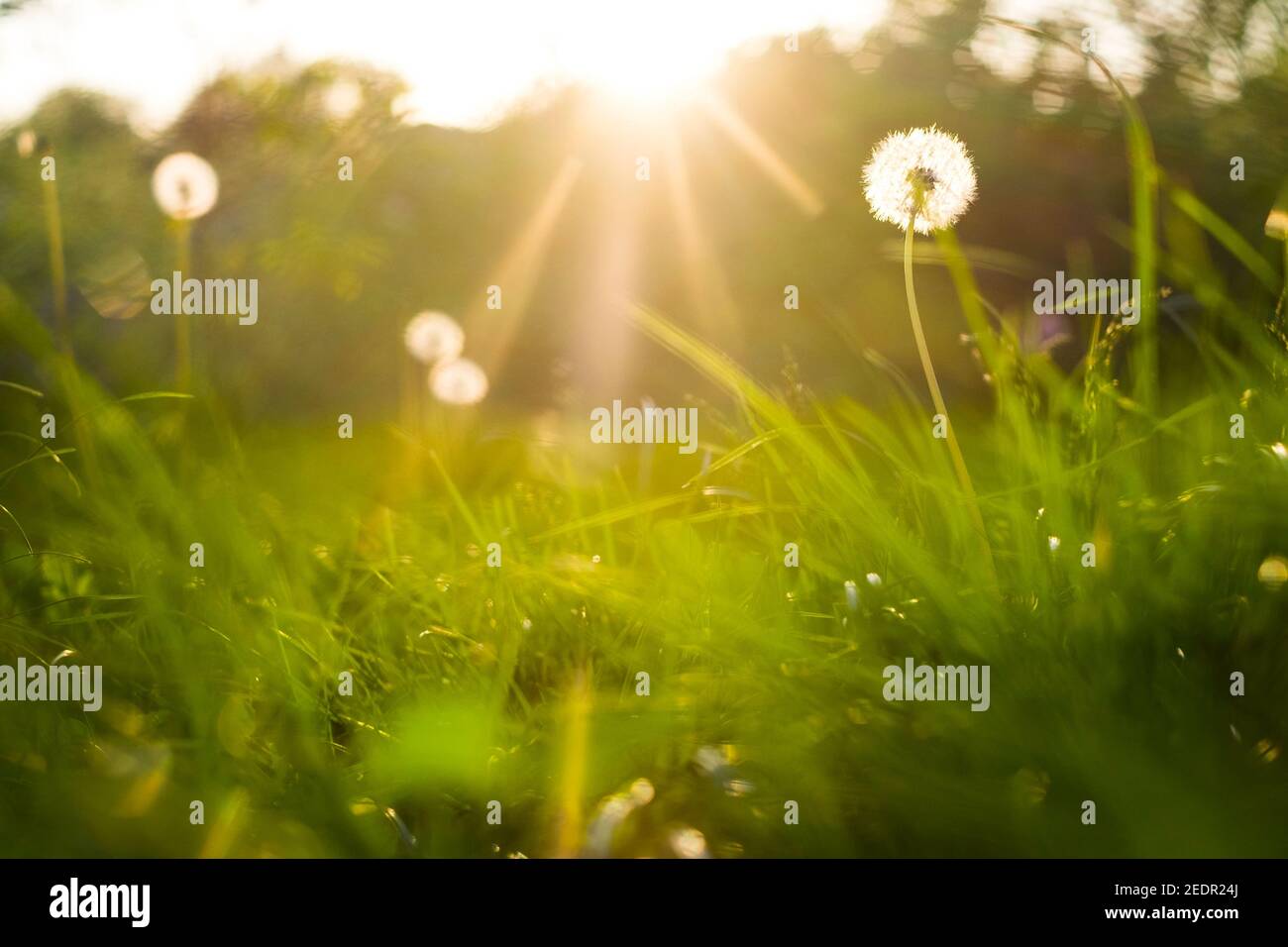 grass and dandelions background in the sunshine during sunset Stock ...