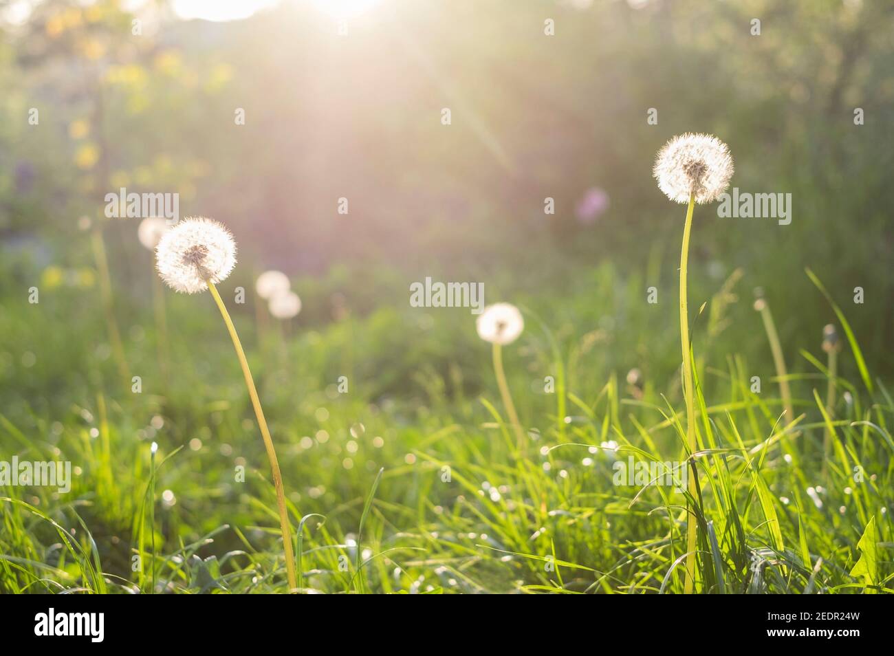 grass and dandelions background in the sunshine during sunset Stock ...