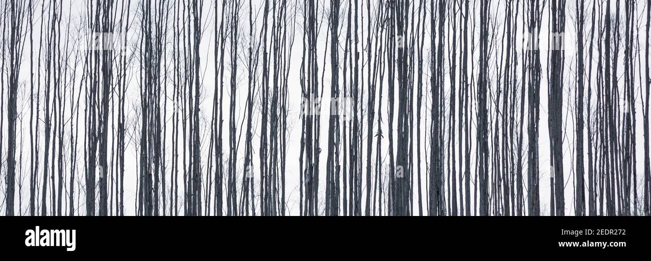 Breathtaking view of dry trees forming a bar code - Perfect for ...