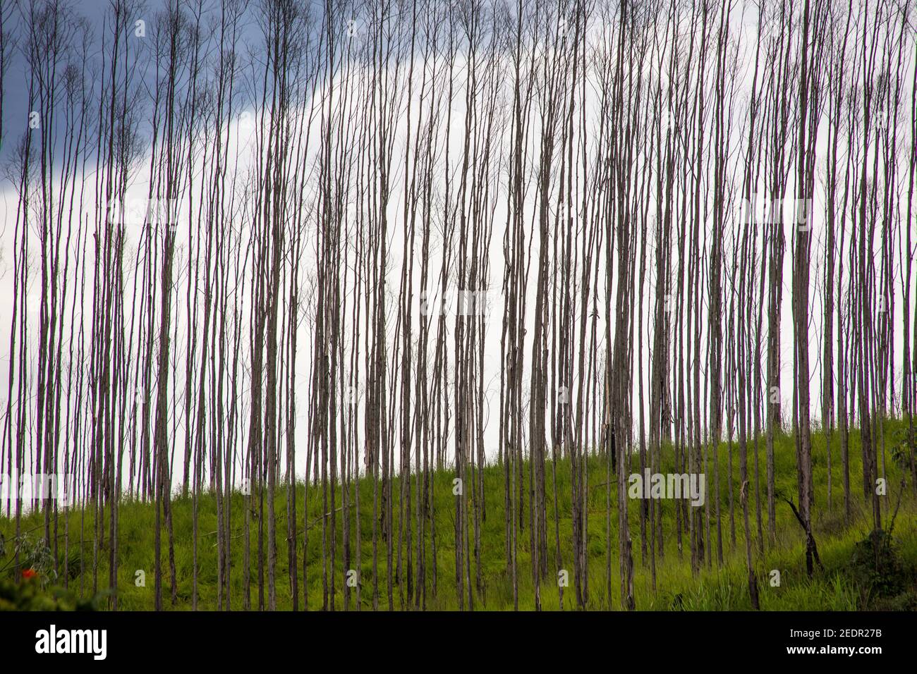 Breathtaking view of dry trees in the forest - Perfect for background ...