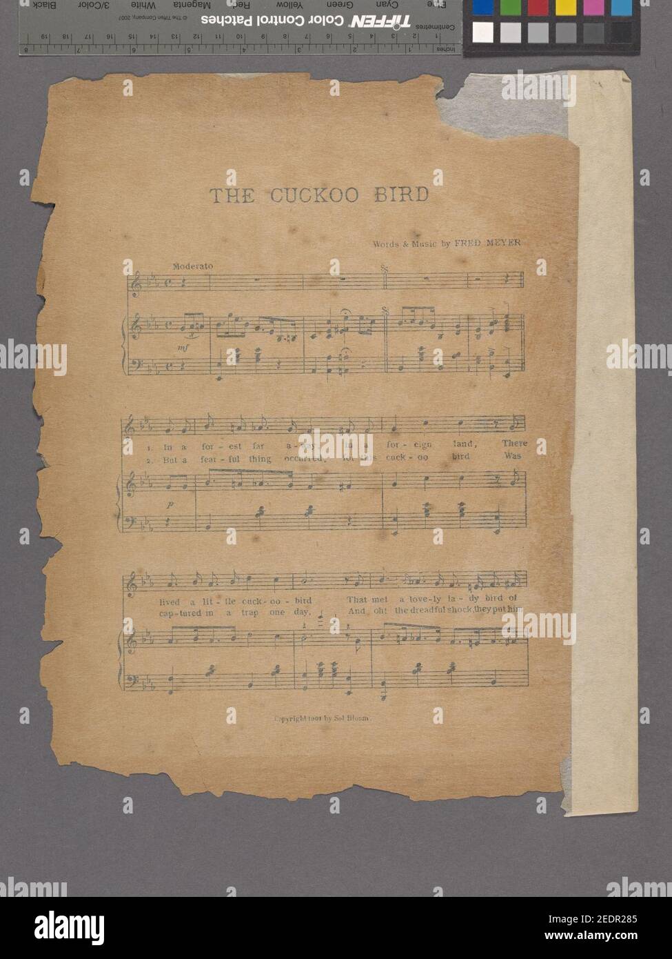 The cuckoo bird Stock Photo - Alamy