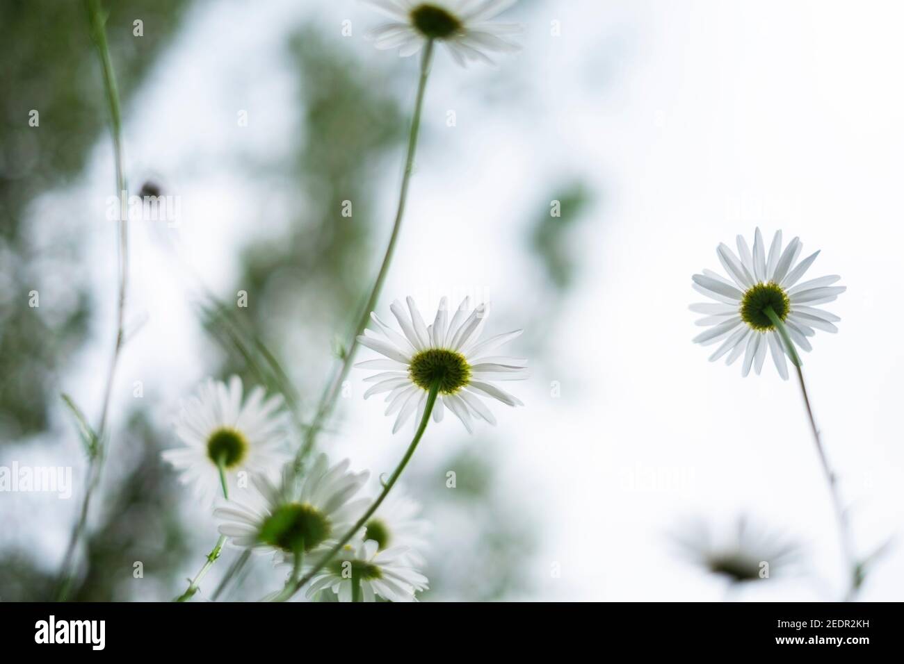 White daisy flowers on the back side against the sky Stock Photo - Alamy