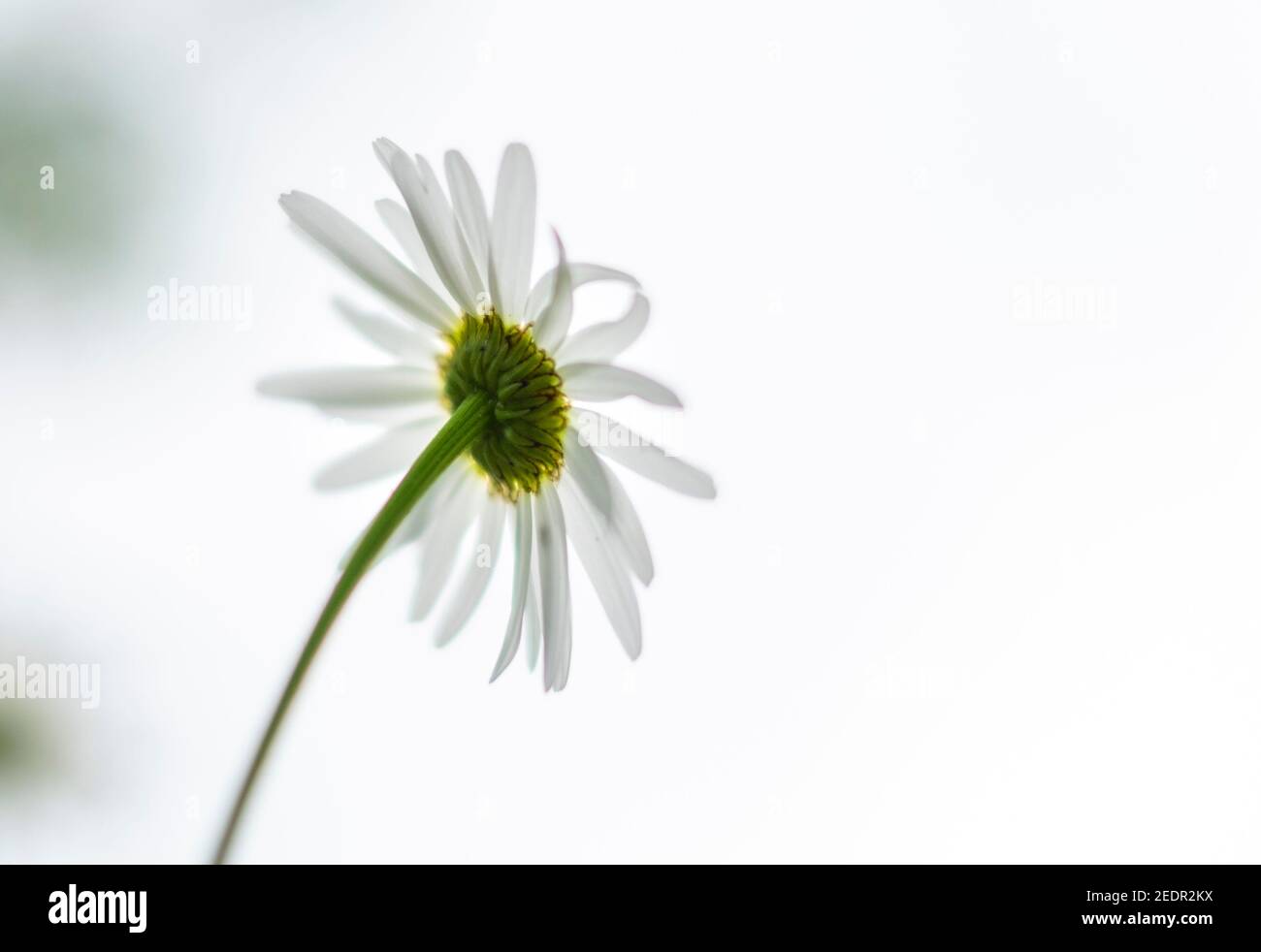 White daisy flower on the back side against the white background Stock ...