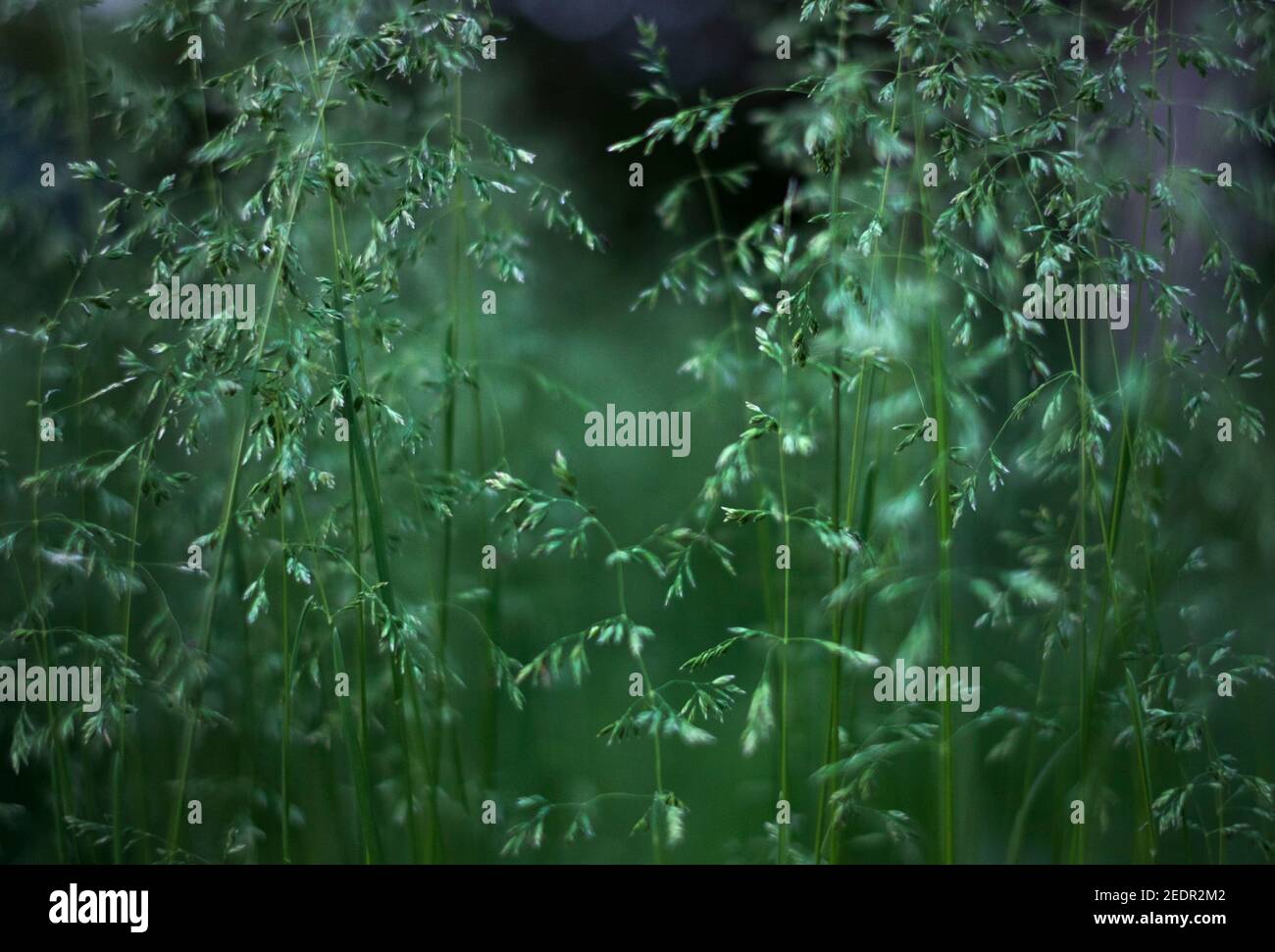 beautiful background, green grass and panicle of spikelets Stock Photo ...