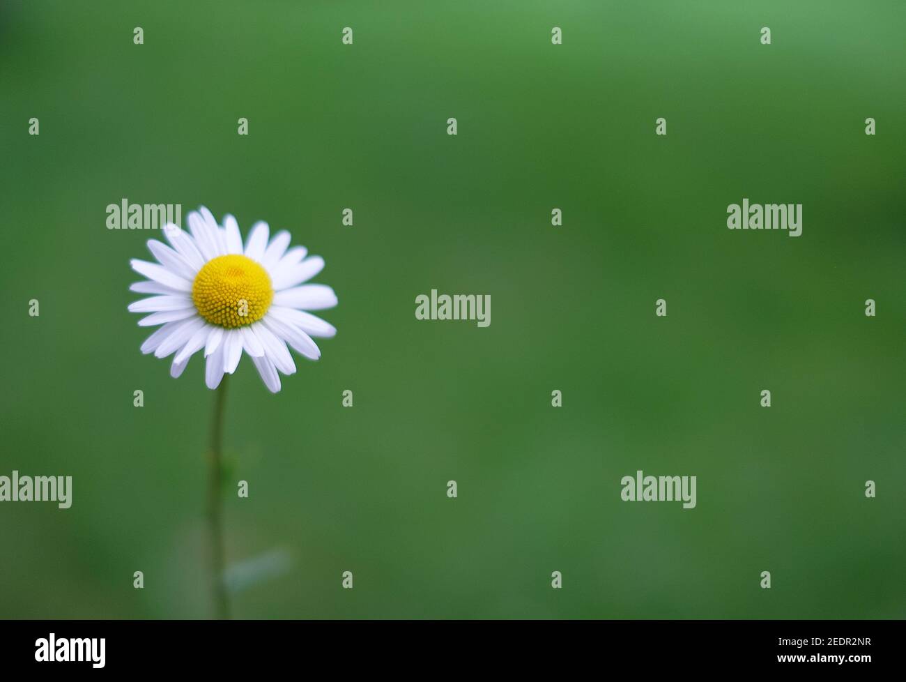 Daisy flower on the green background Stock Photo - Alamy