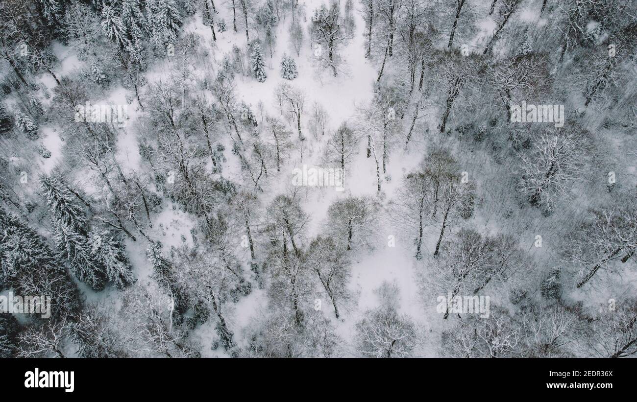 Snowed Forest Aerial Stock Photo - Alamy
