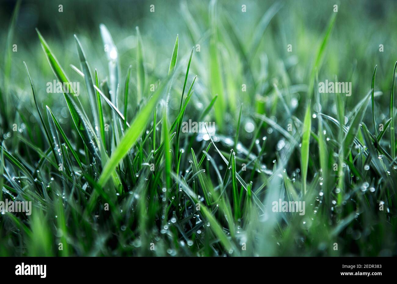 green grass and water drops after rain Stock Photo - Alamy