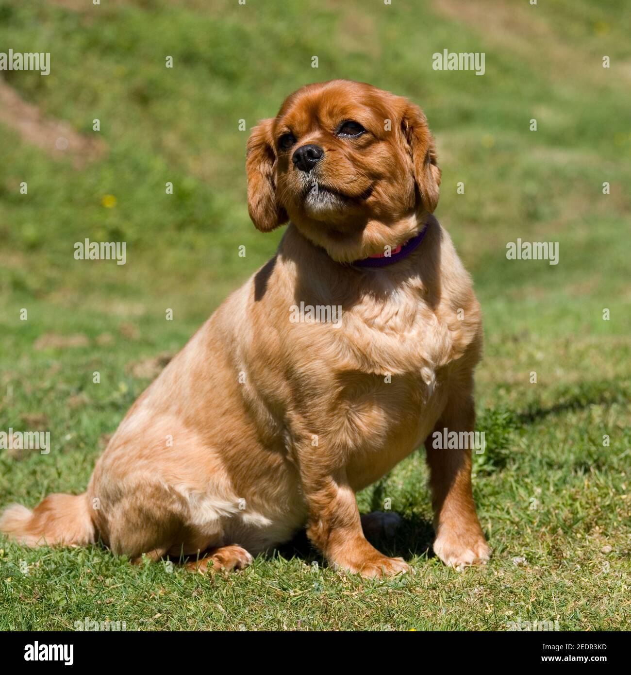 overweight cavalier king charles spaniel Stock Photo - Alamy