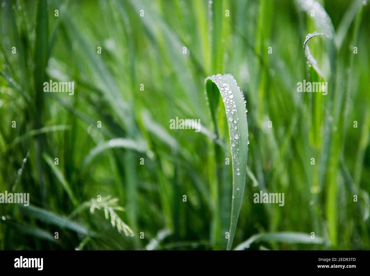 green grass and water drops after rain Stock Photo - Alamy